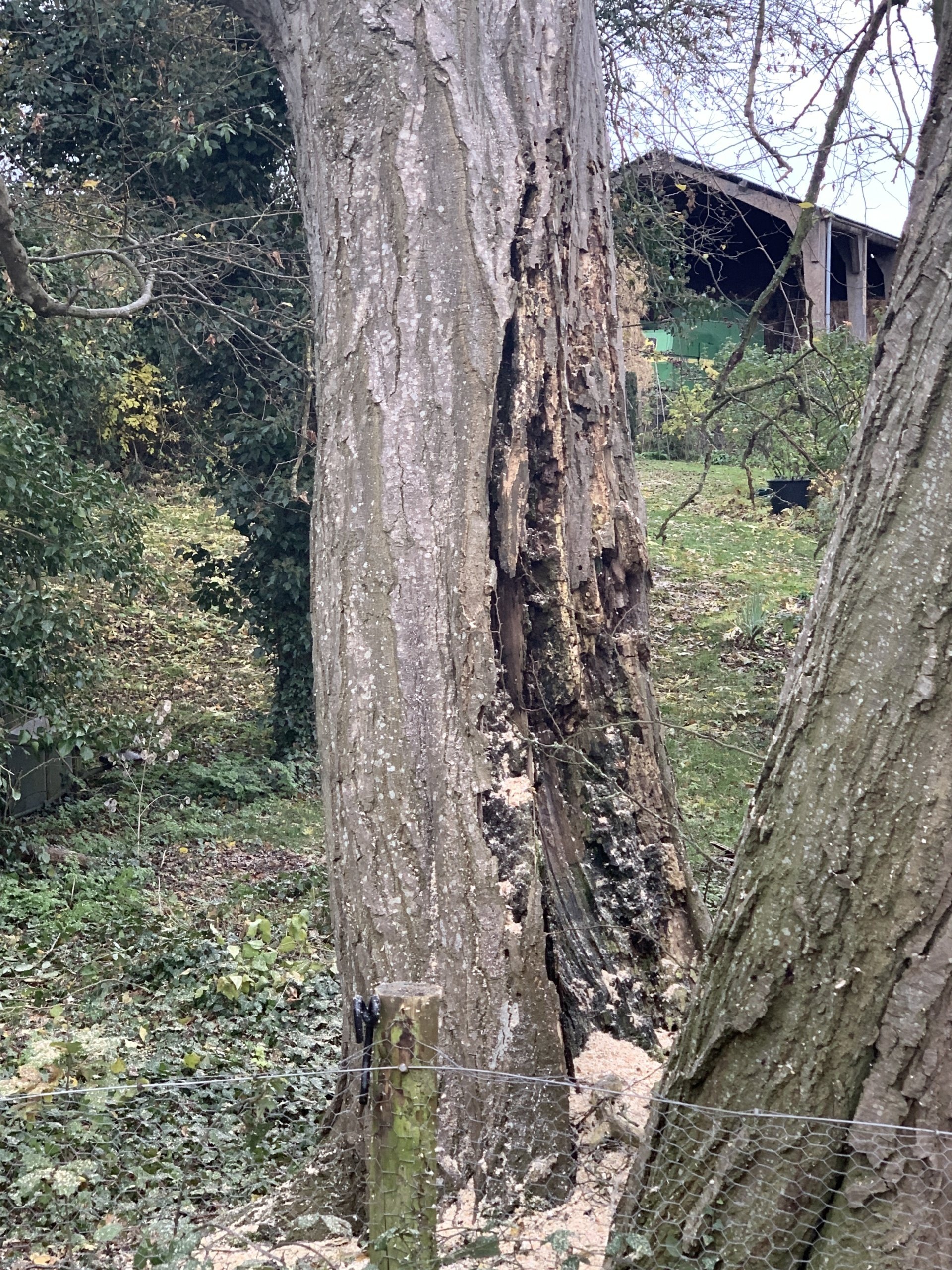 Qualified Tree Surgeon, Cotswolds | Tom Negus Tree Care