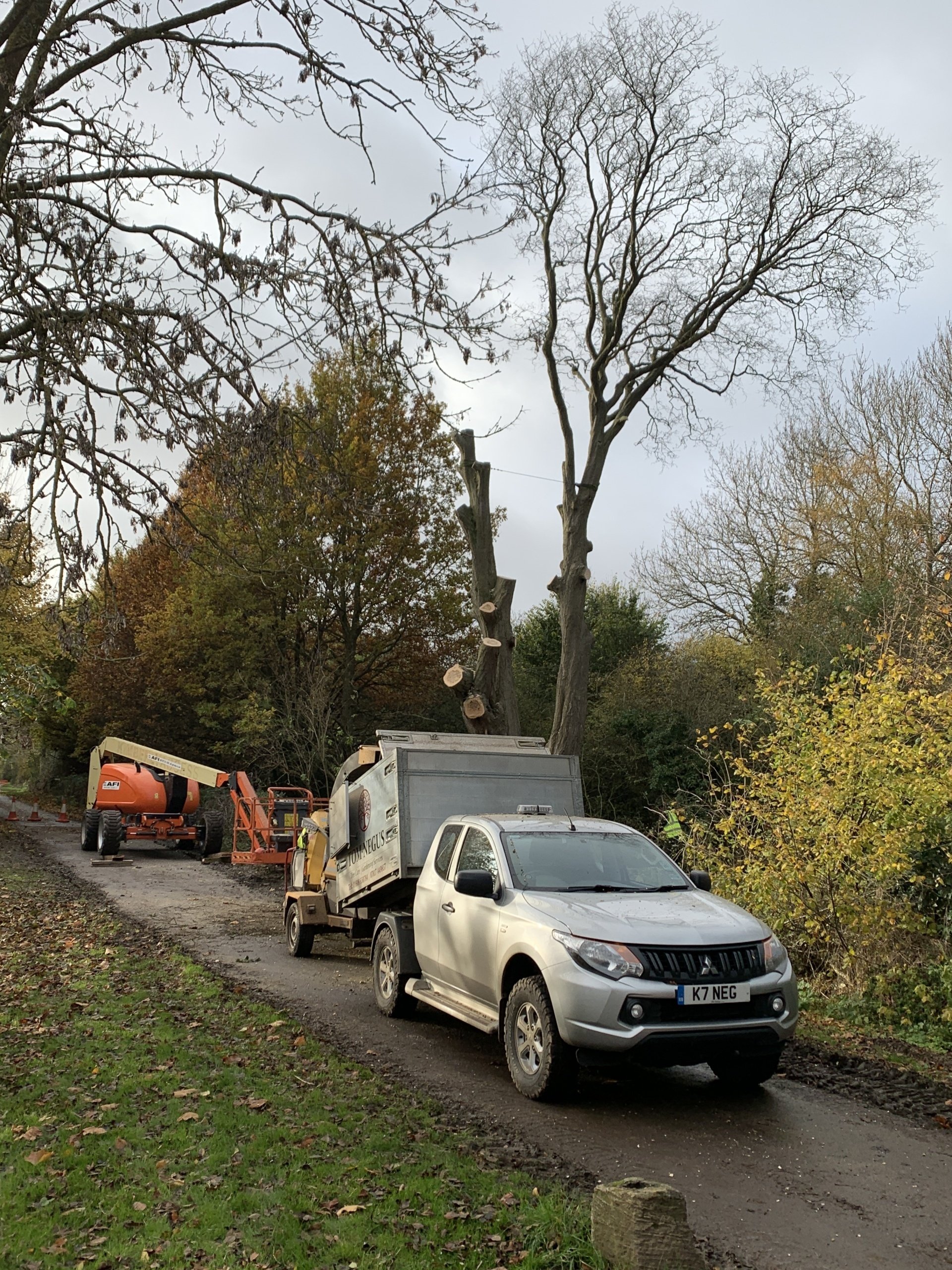 Qualified Tree Surgeon, Cotswolds | Tom Negus Tree Care