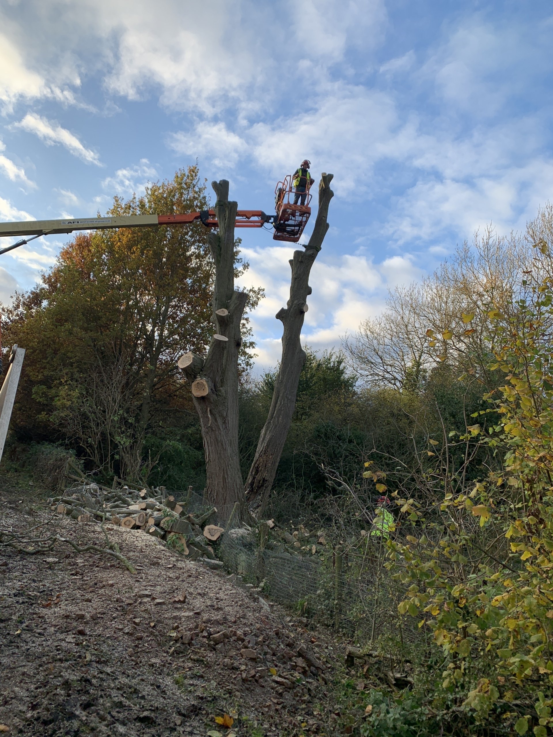 Qualified Tree Surgeon, Cotswolds | Tom Negus Tree Care
