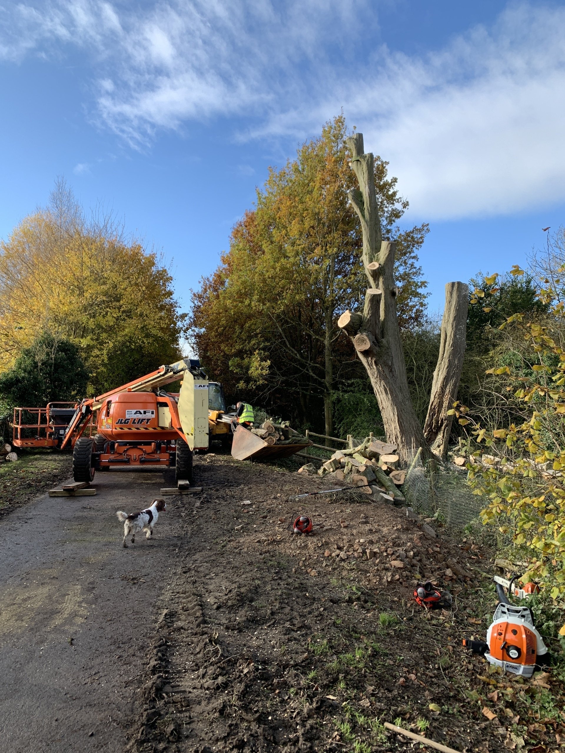Qualified Tree Surgeon, Cotswolds | Tom Negus Tree Care
