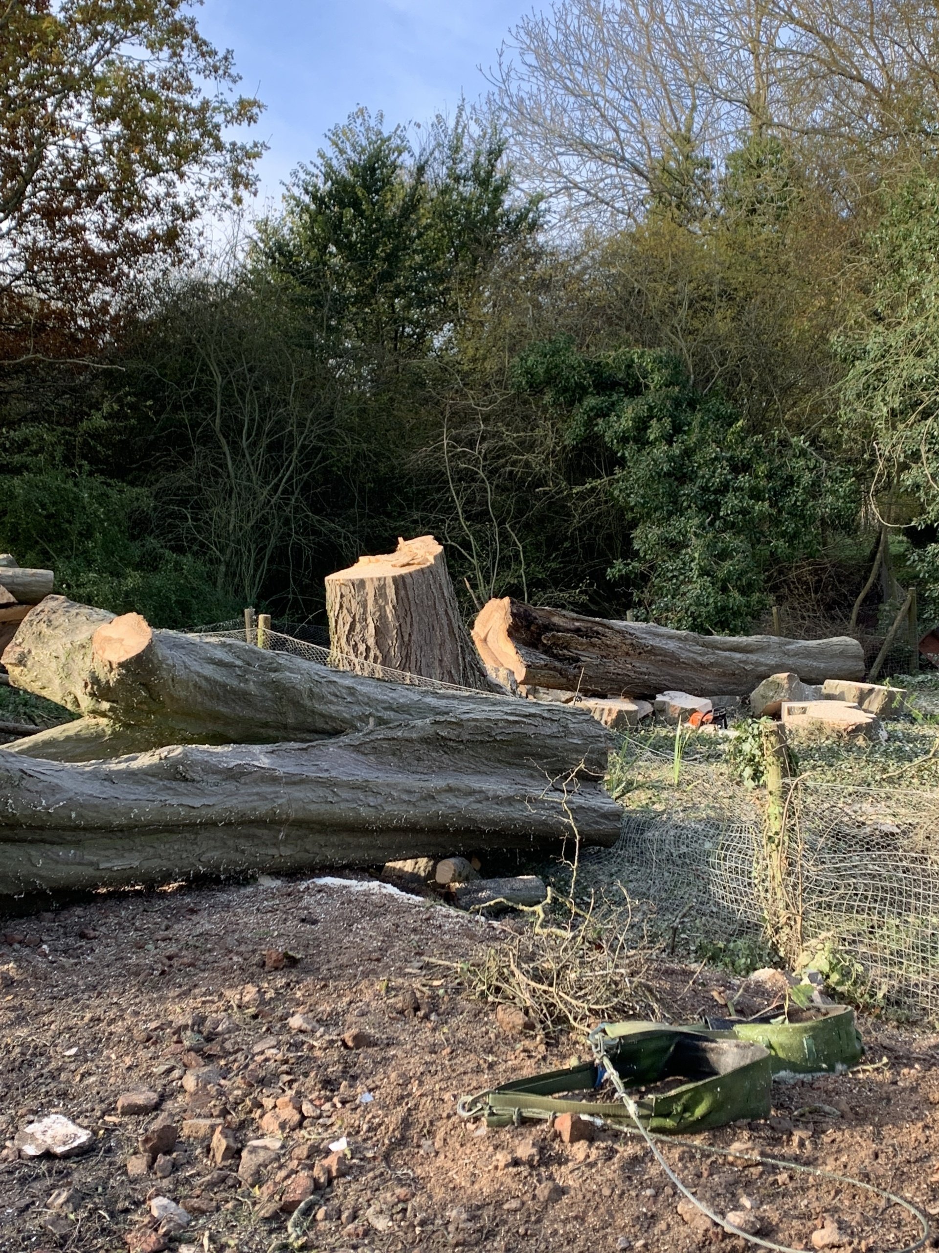 Qualified Tree Surgeon, Cotswolds | Tom Negus Tree Care