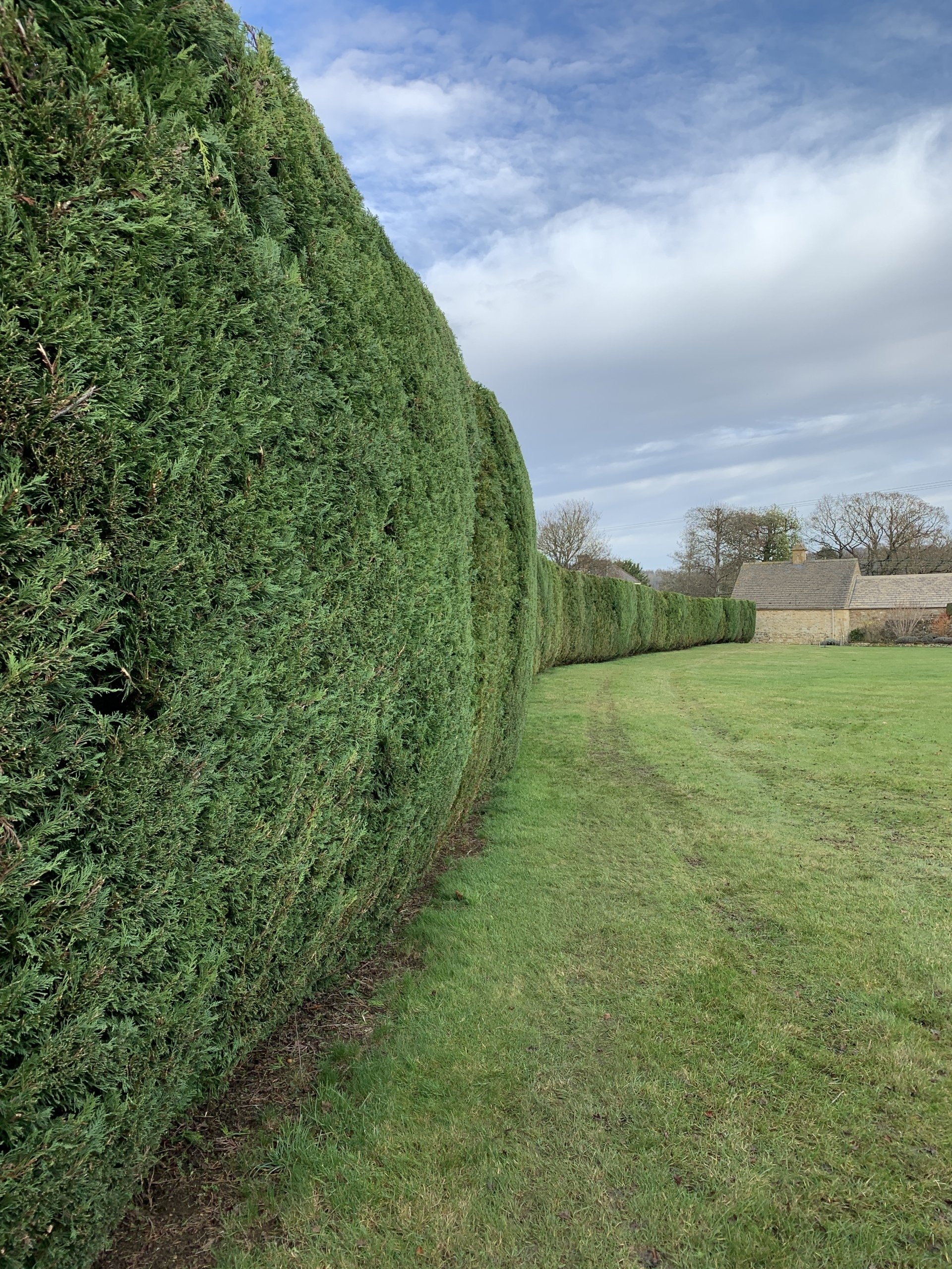 Qualified Tree Surgeon, Cotswolds | Tom Negus Tree Care