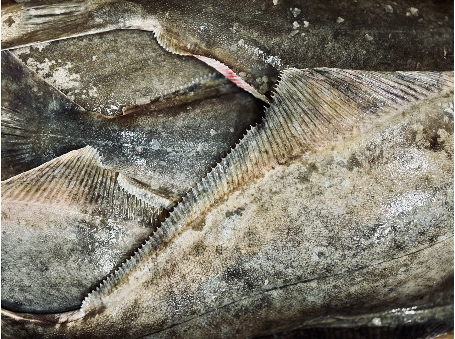 Seafood Wholesale in Western Carolinas | Gusto Fresh