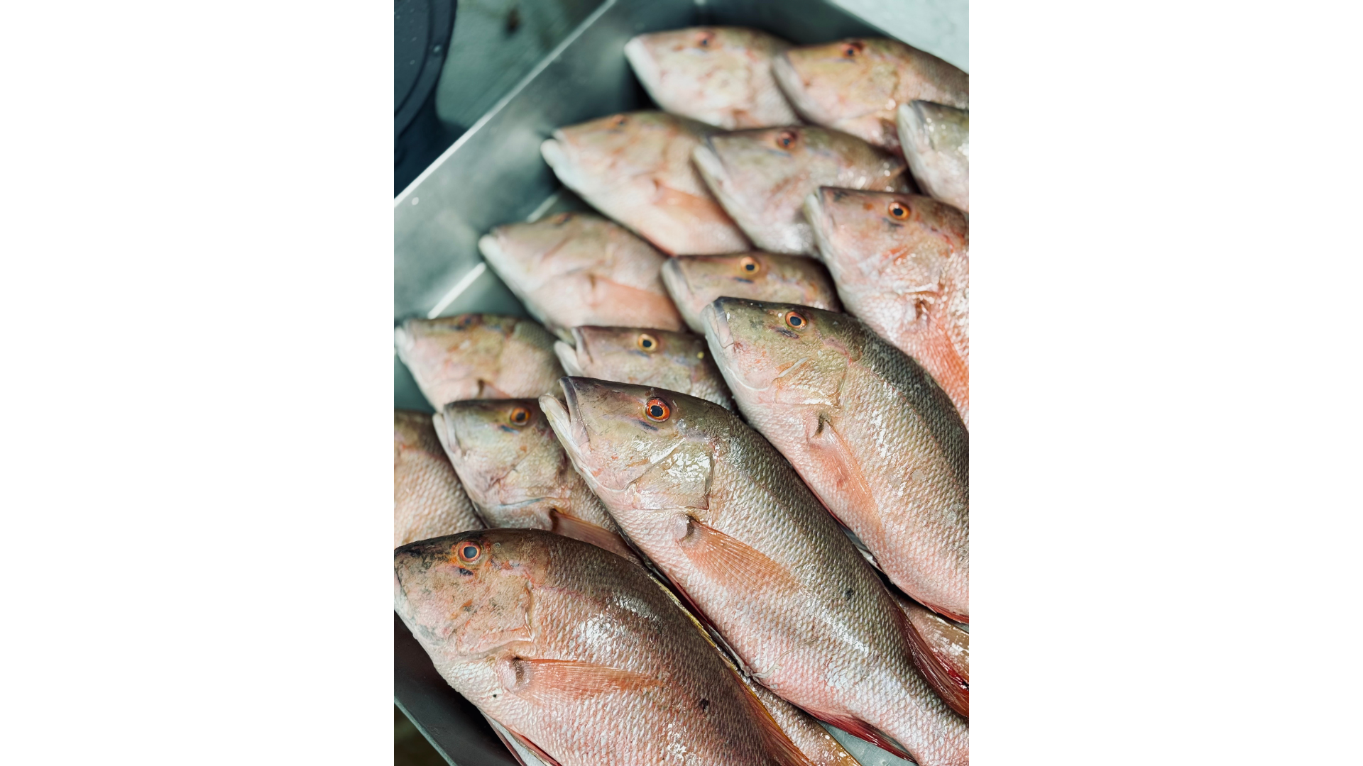 Seafood Wholesale in Western Carolinas | Gusto Fresh