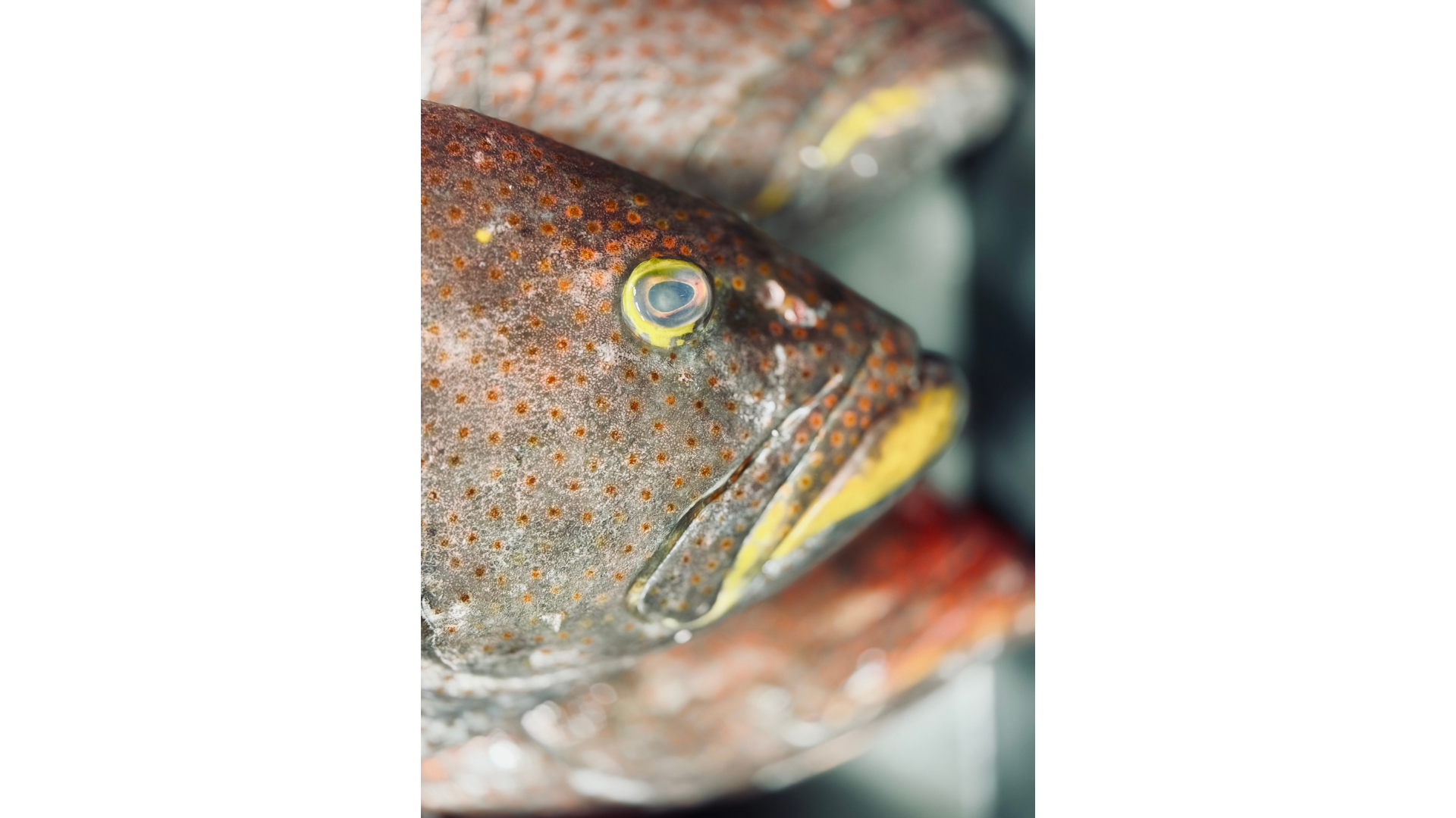 Seafood Wholesale in Western Carolinas | Gusto Fresh