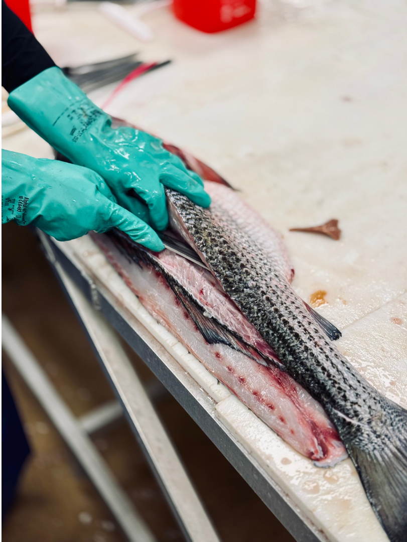 Seafood Wholesale in Western Carolinas | Gusto Fresh
