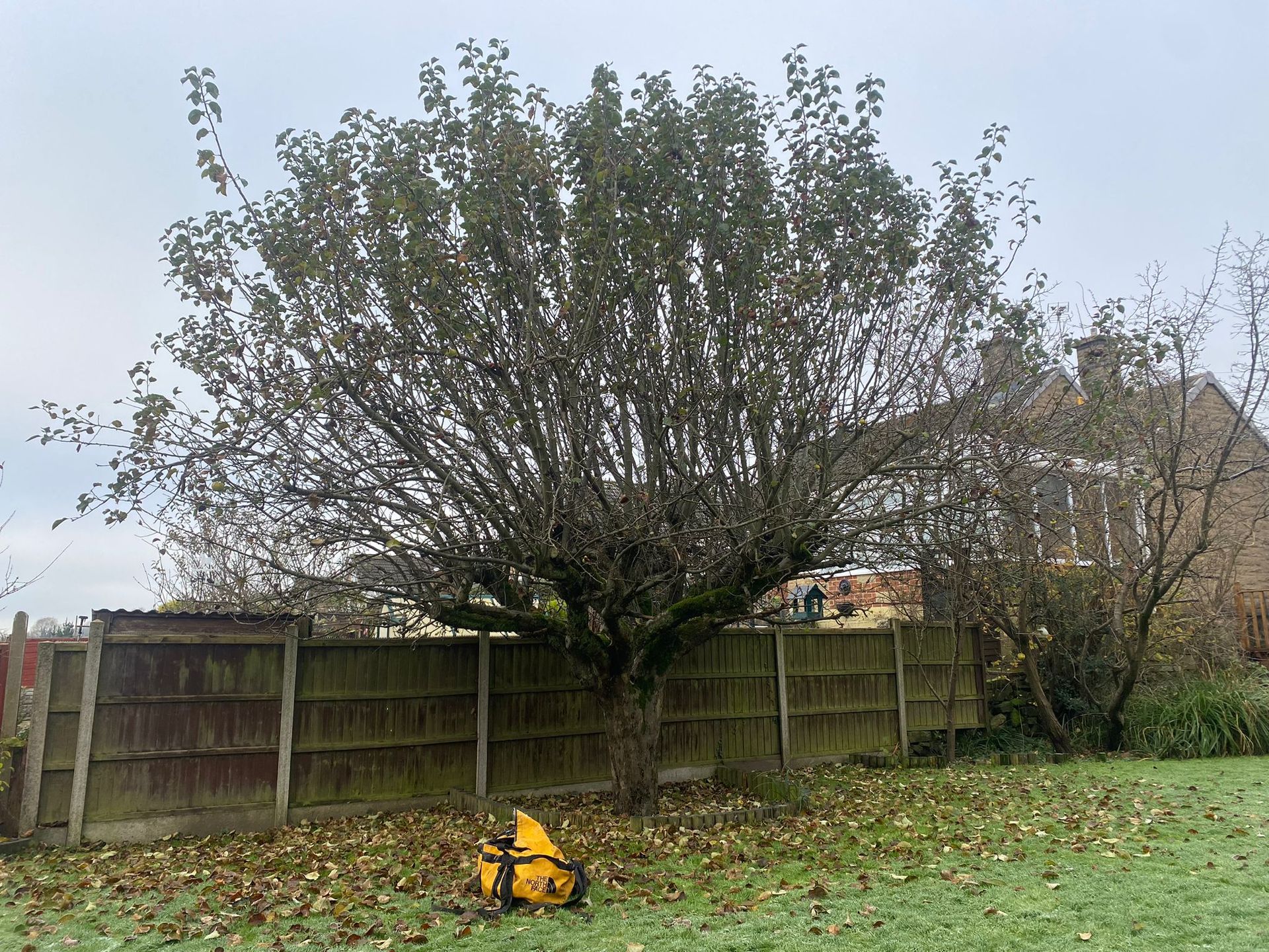 Portfolio Of Latest Tree Work In Nottingham & Derby