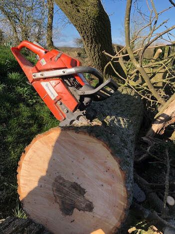 Tree Surgeon Nottingham - Arborist & Tree Service Provider
