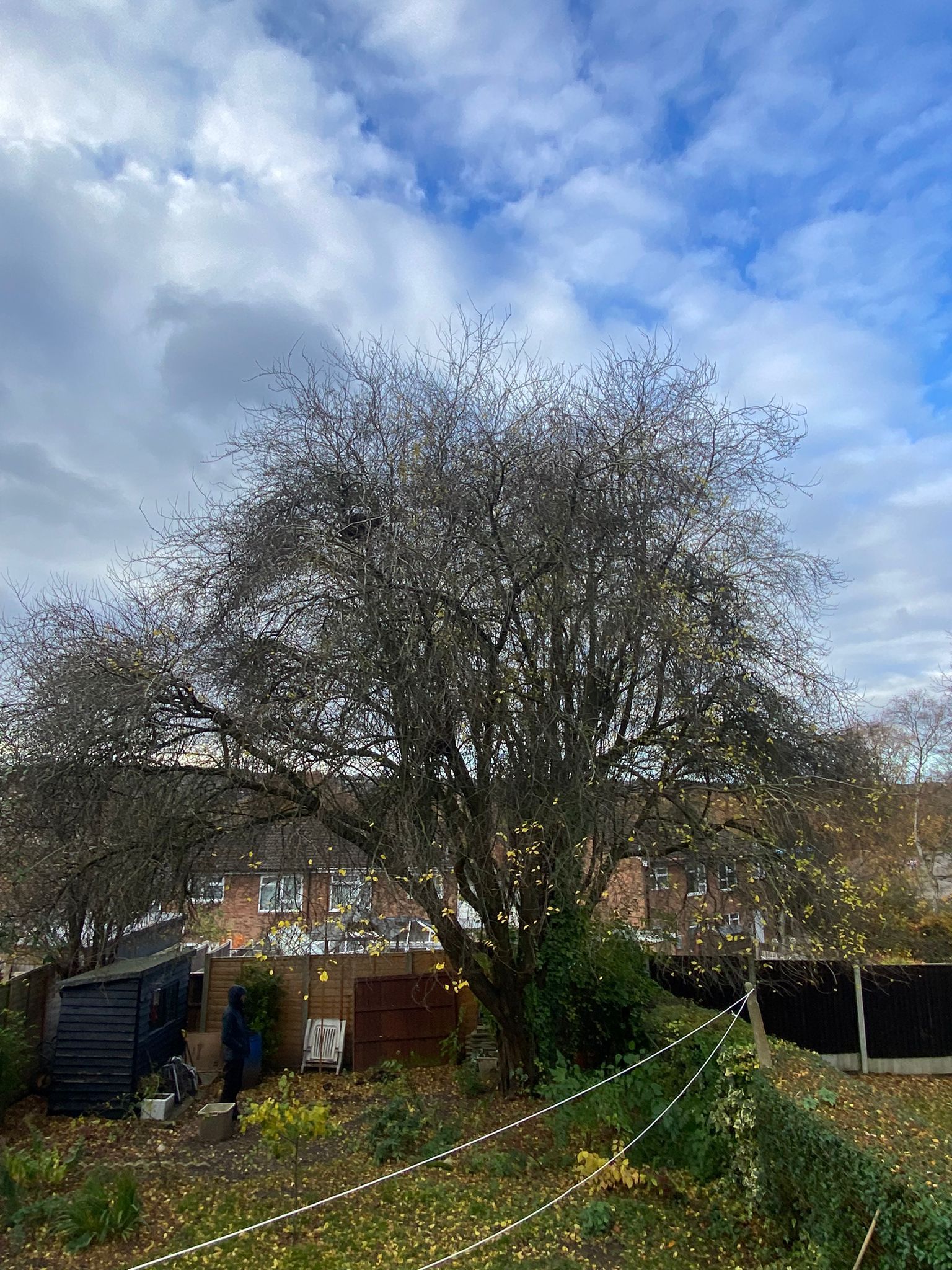 Portfolio Of Latest Tree Work In Nottingham & Derby