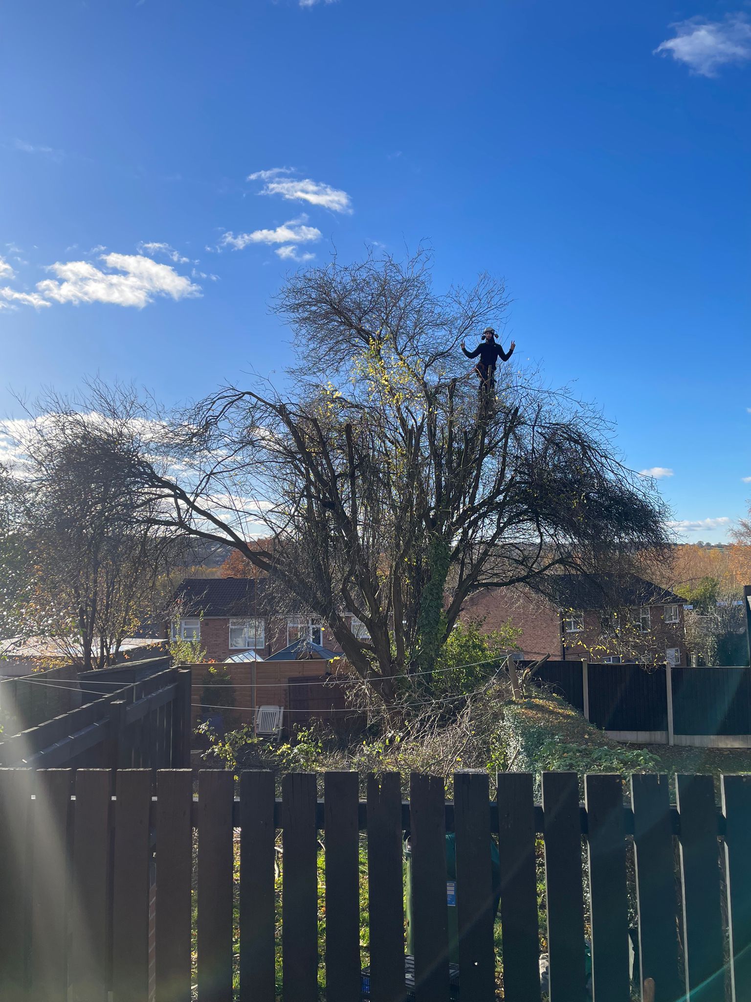 Portfolio Of Latest Tree Work In Nottingham & Derby