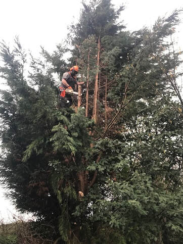 Tree Surgeon Nottingham - Arborist & Tree Service Provider