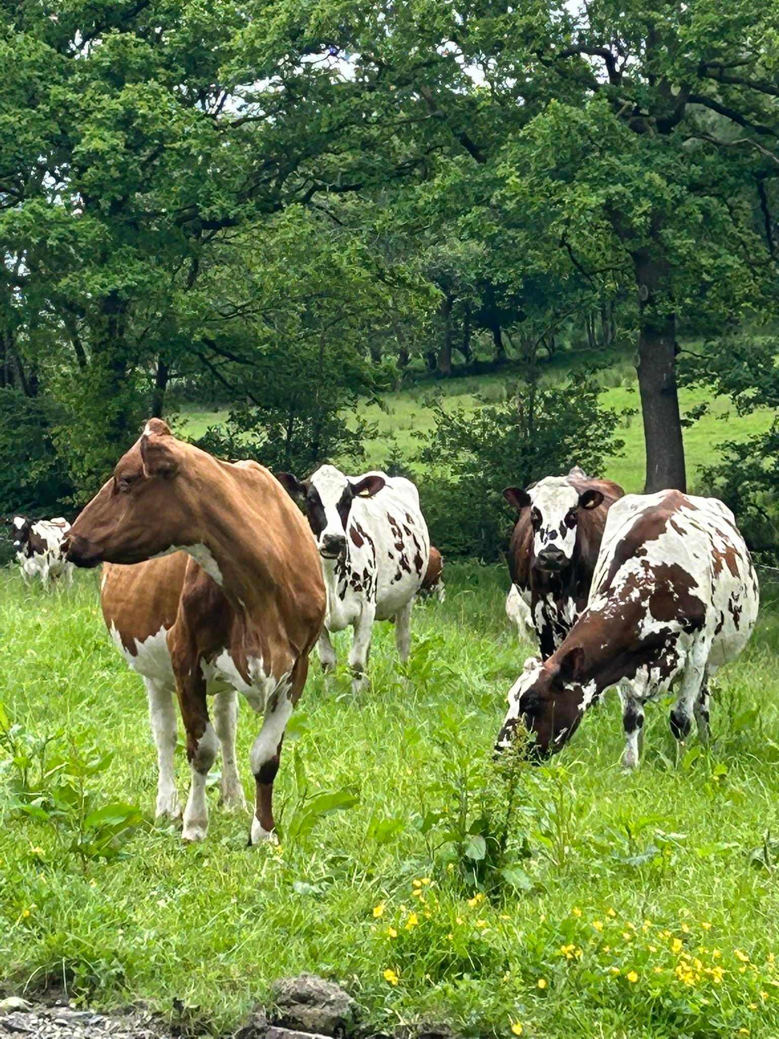 Farm Visits for Caterers