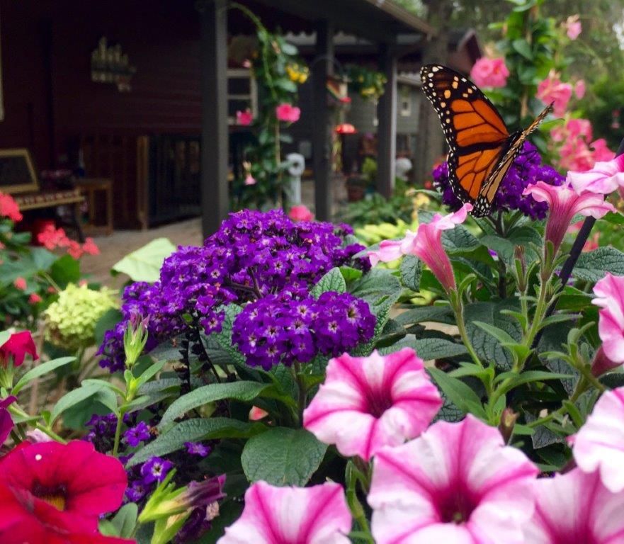 Photo and Video Gallery | Rainbow Resort