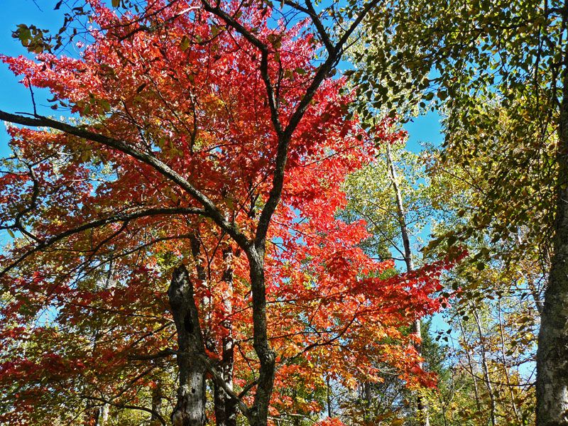 Seasonal Guide | Rainbow Resort