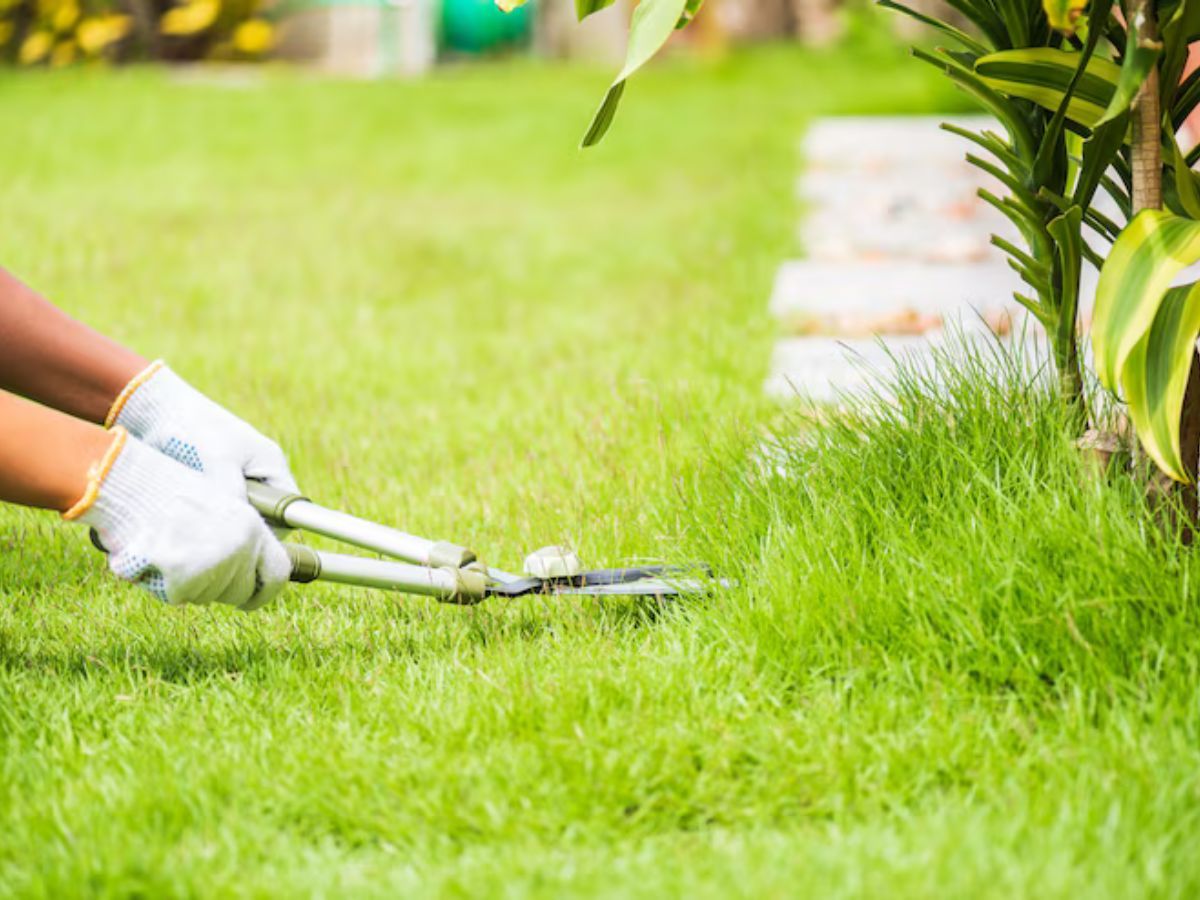 Lawn care Madera,Tree trimming Madera CA | Yard Services