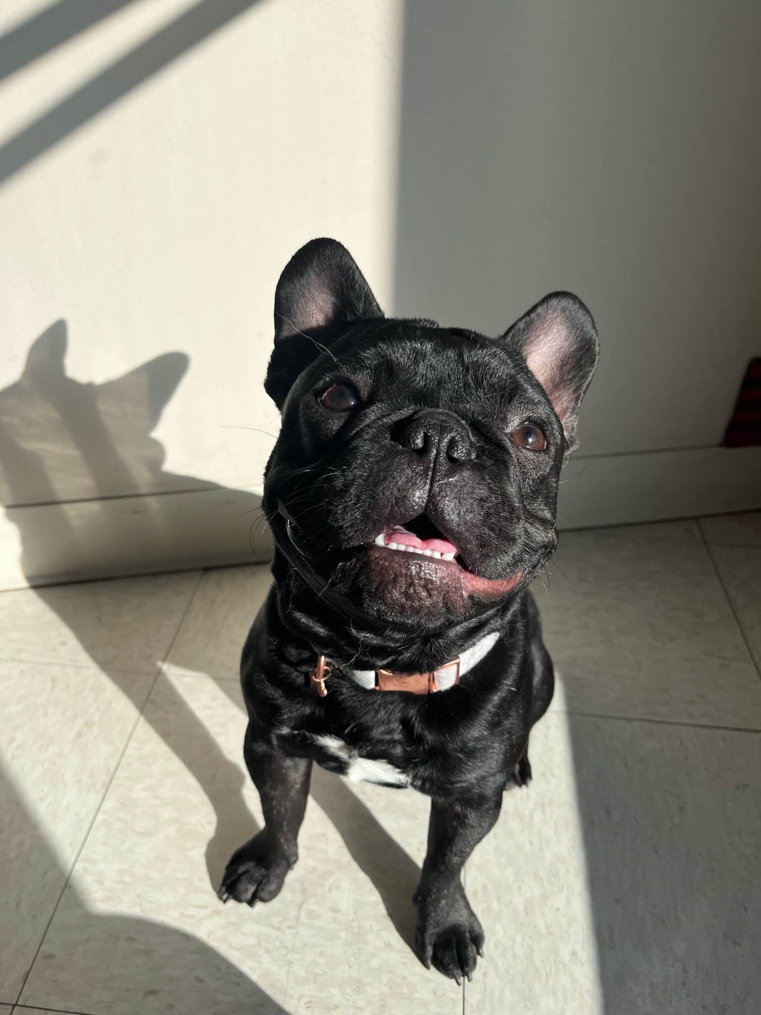 Cotati Small Animal Hospital | Quality Pet Care