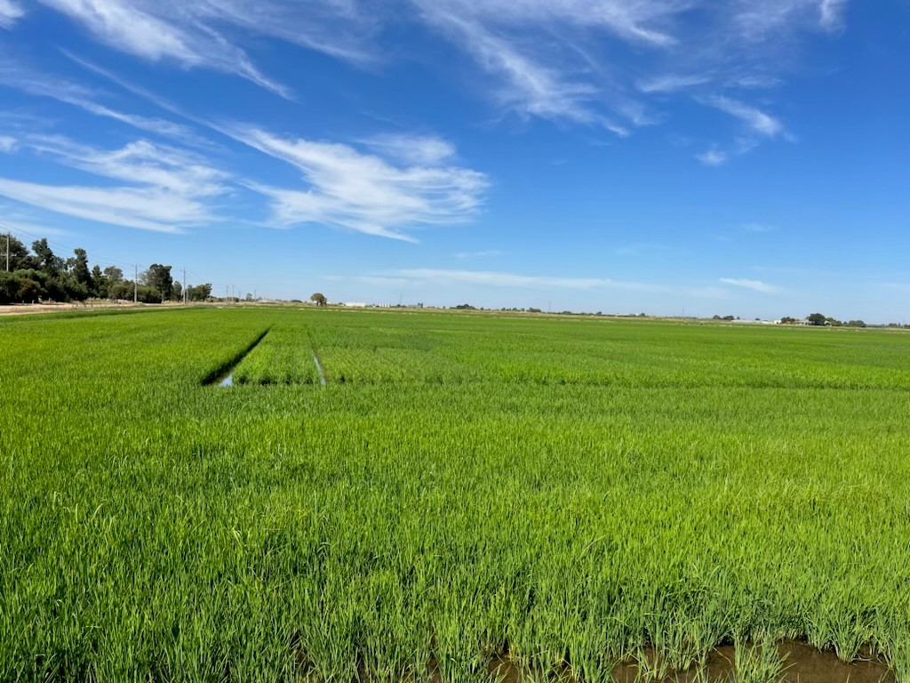 Rice Breeding Australia | Rice Production in Leeton