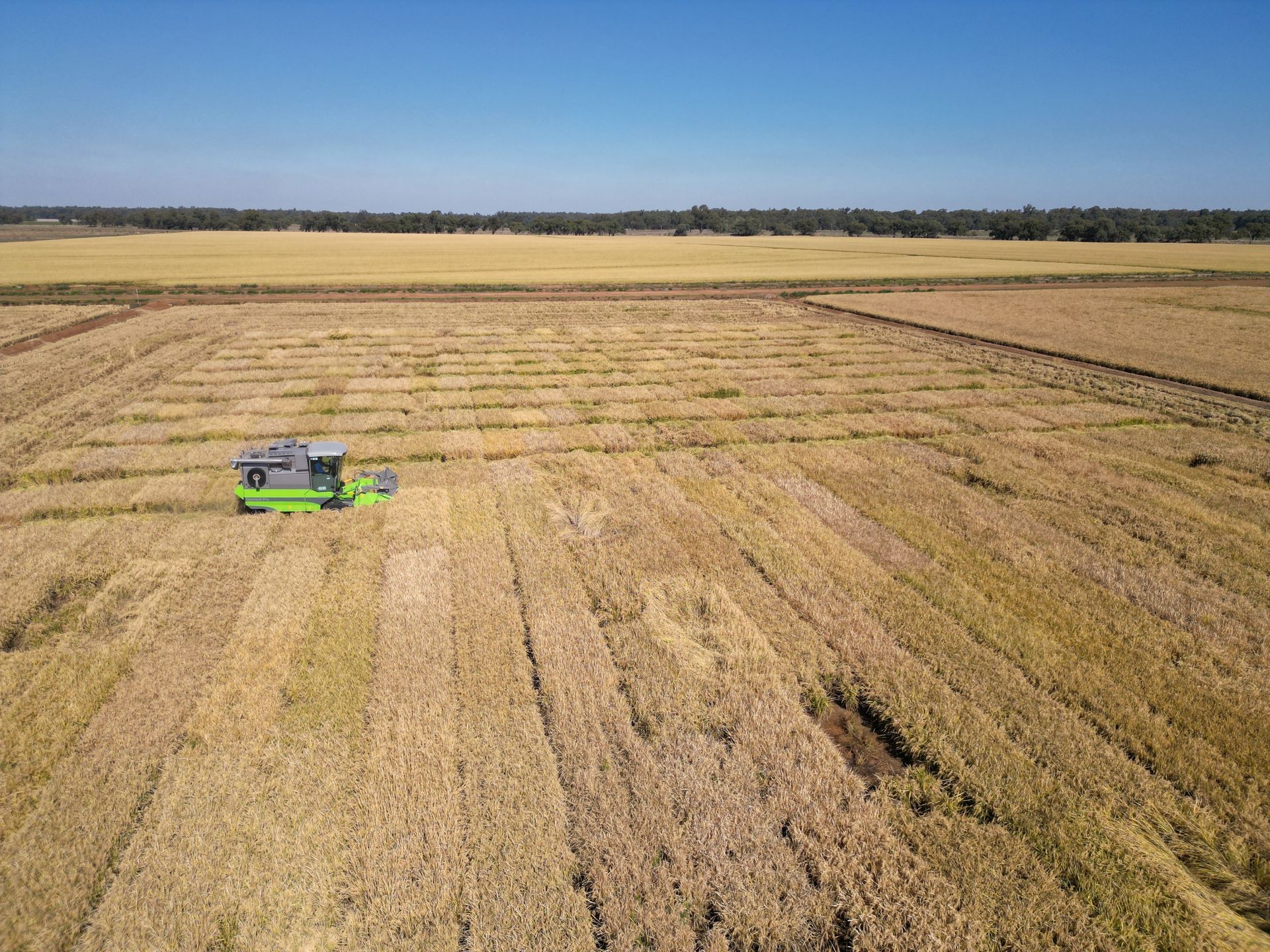 Rice Breeding Australia | Rice Production in Leeton