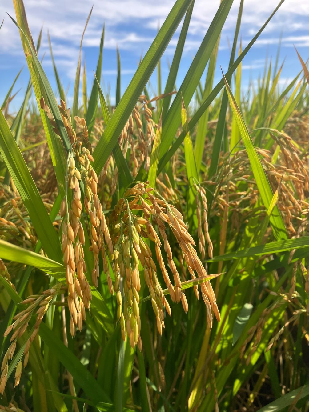 Rice Types in Leeton | Rice Breeding Australia