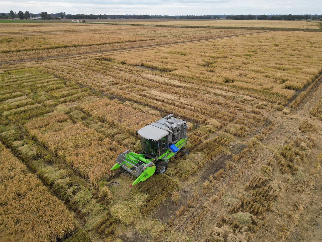 About Us | Rice Breeding Australia