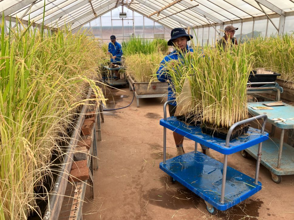 About Us | Rice Breeding Australia