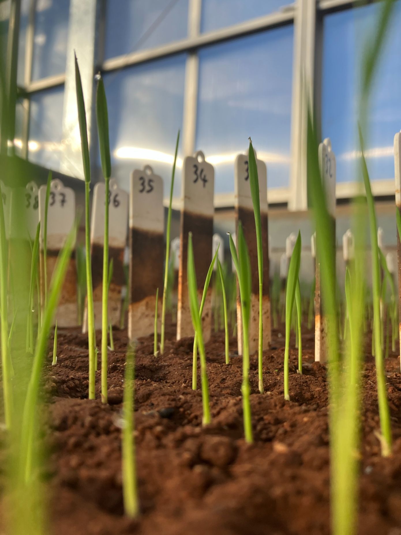 Rice Breeding Australia | Rice Production in Leeton