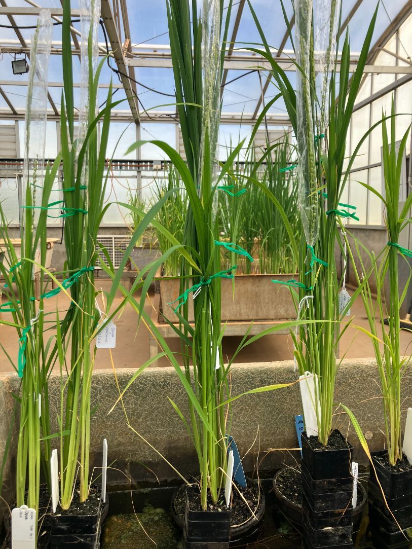 Rice Breeding Australia | Rice Production in Leeton