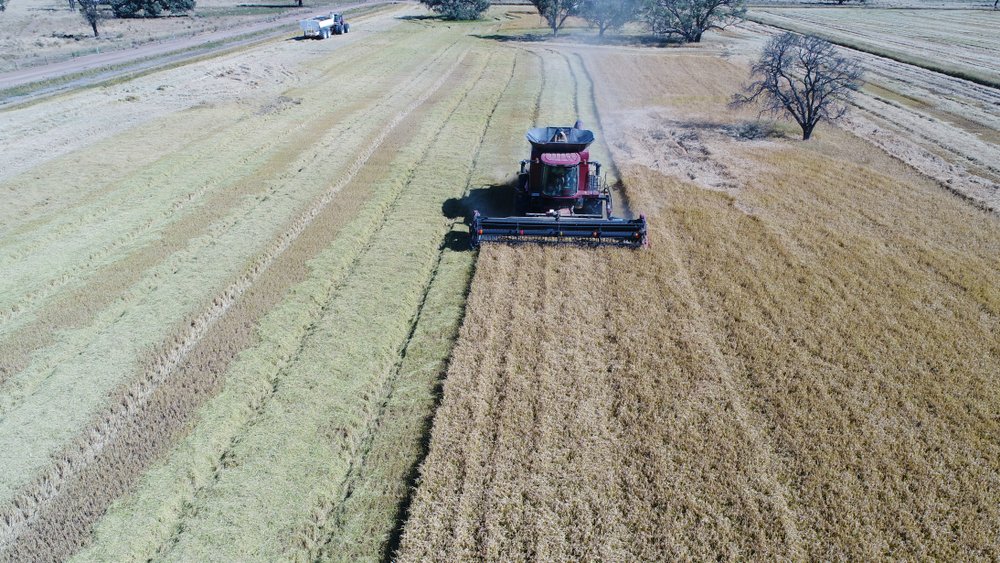 Rice Breeding Australia | Rice Production in Leeton