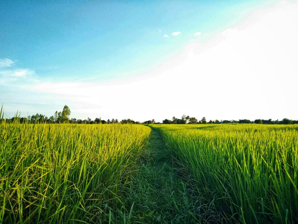 Rice Types in Leeton | Rice Breeding Australia