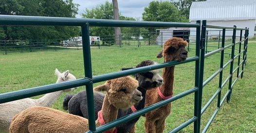 Alpaca Farm – Medway, OH – Holdfast Hilty Alpacas & Farm