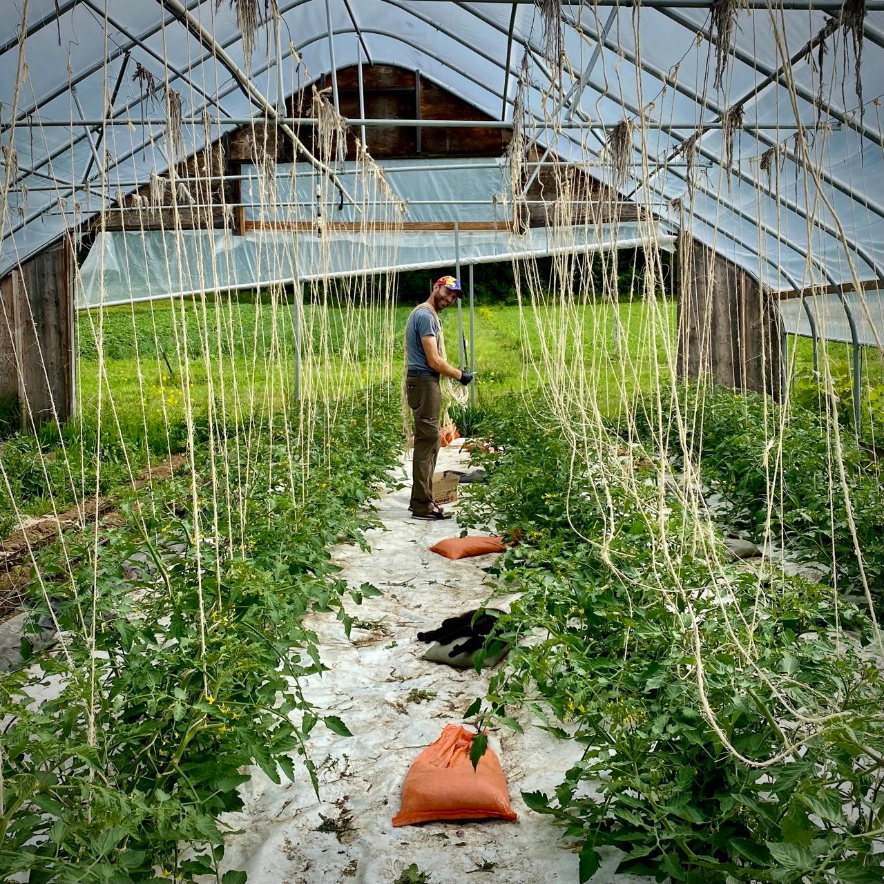 Cresting Summer Solstice at Ironwood Farm