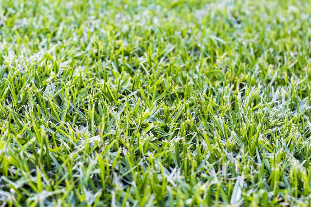 Turf in Kiama | Burnetts on Barney