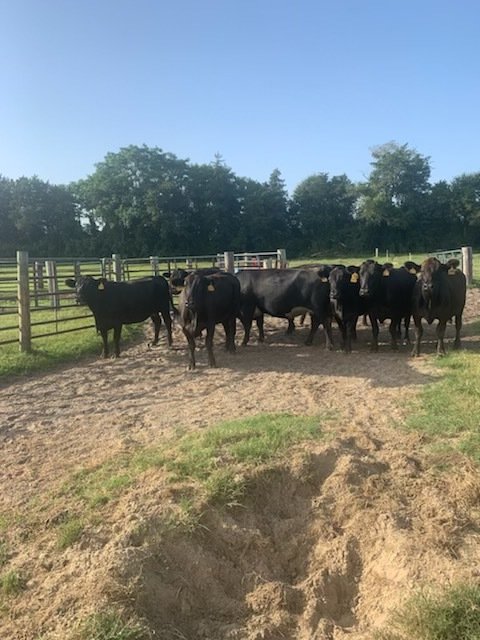 East Carolina Stockyard - Ayden, NC - Home