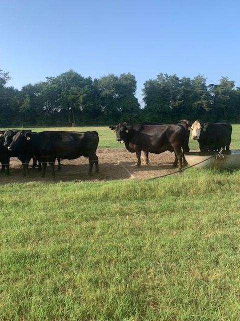 East Carolina Stockyard - Ayden, NC - Home
