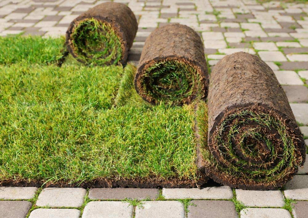 Turf Suppliers Cairns | Barron River Lawns
