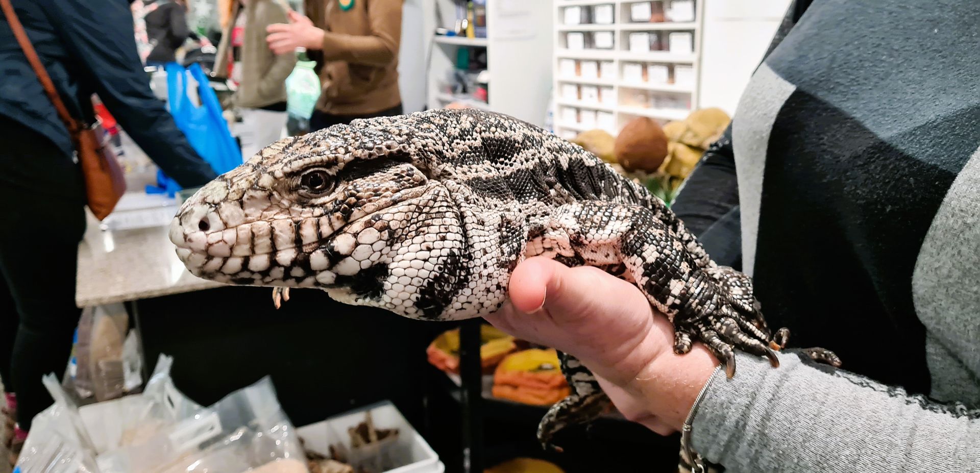 Meet the Independent Retailers: The Jungle Reptiles