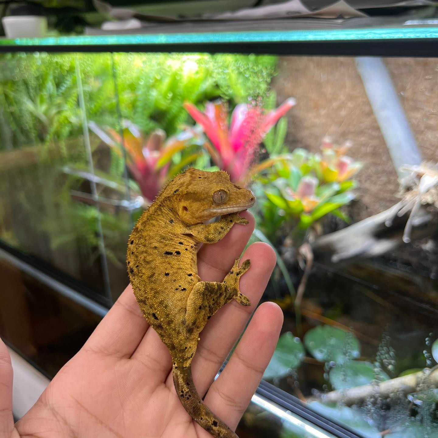 Meet the Independent Retailers: The Jungle Reptiles