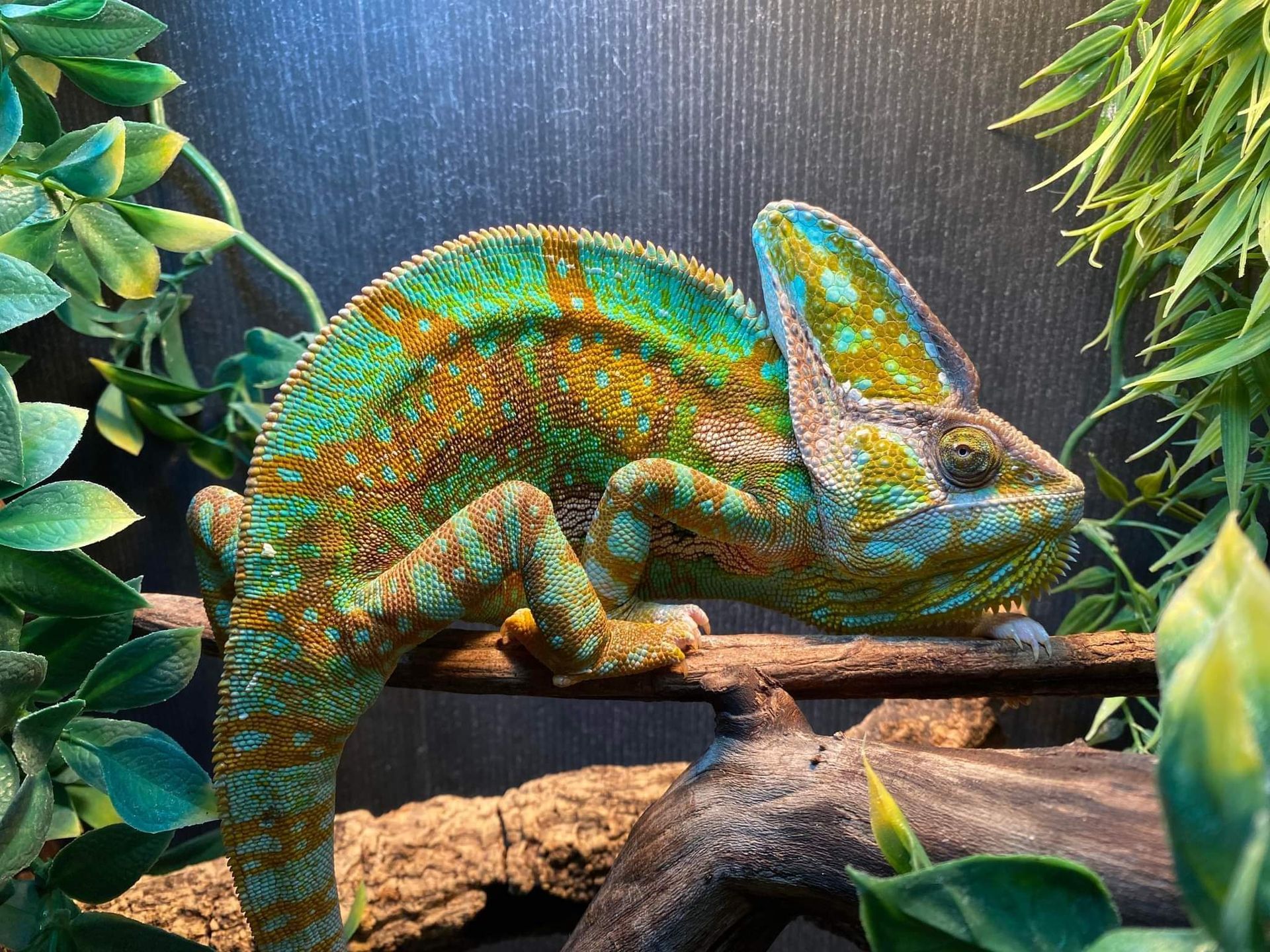 Meet the Independent Retailers: The Jungle Reptiles