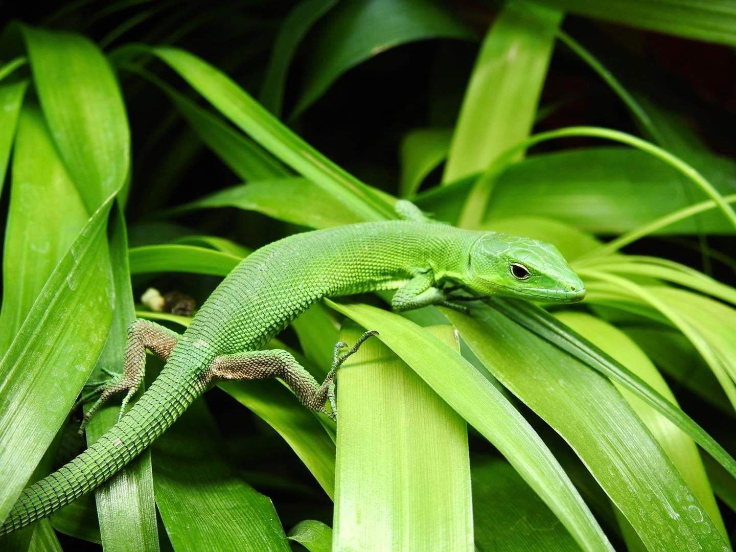 Meet the Independent Retailers: The Jungle Reptiles