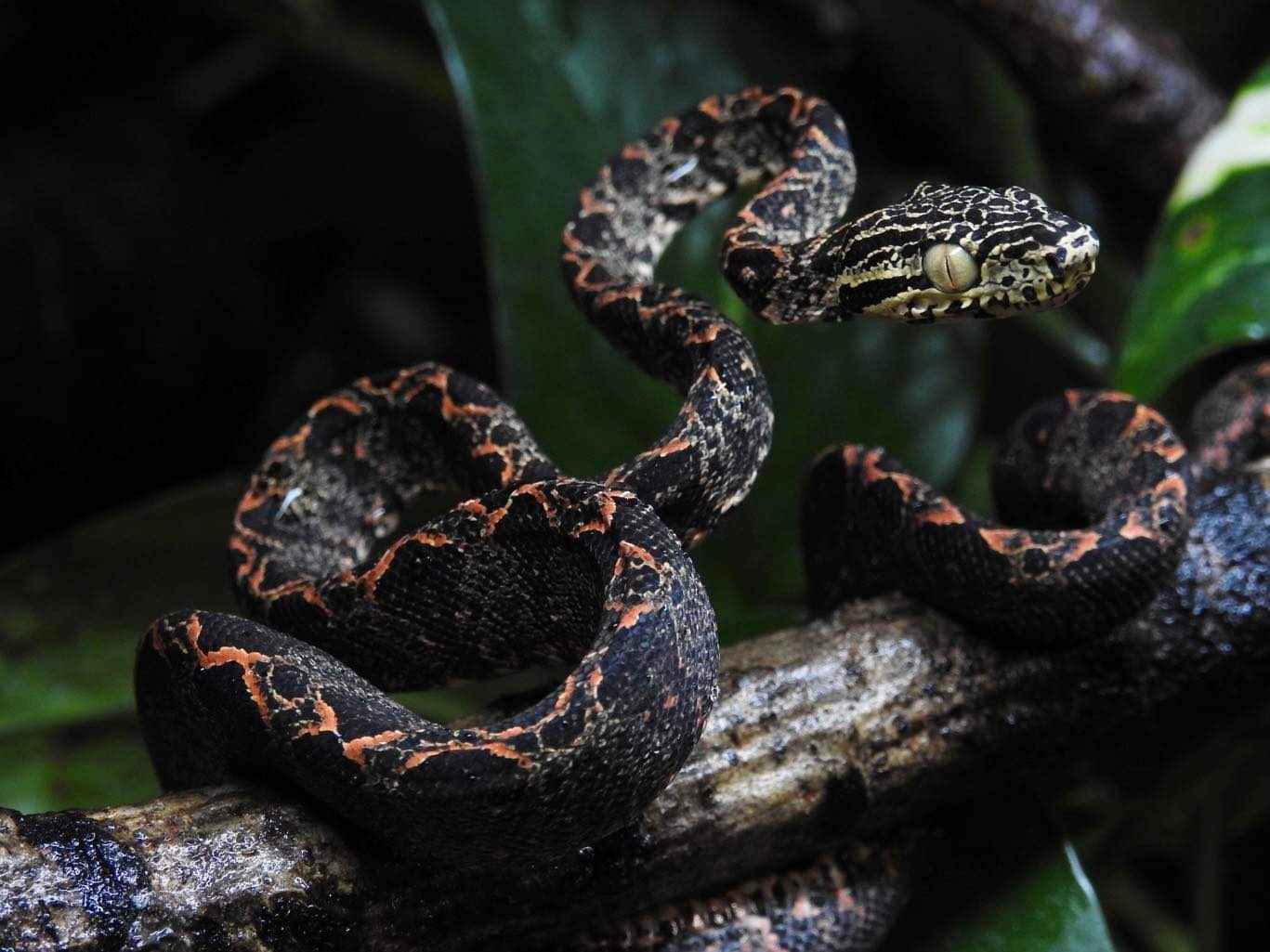 The Jungle Reptiles, Moss End