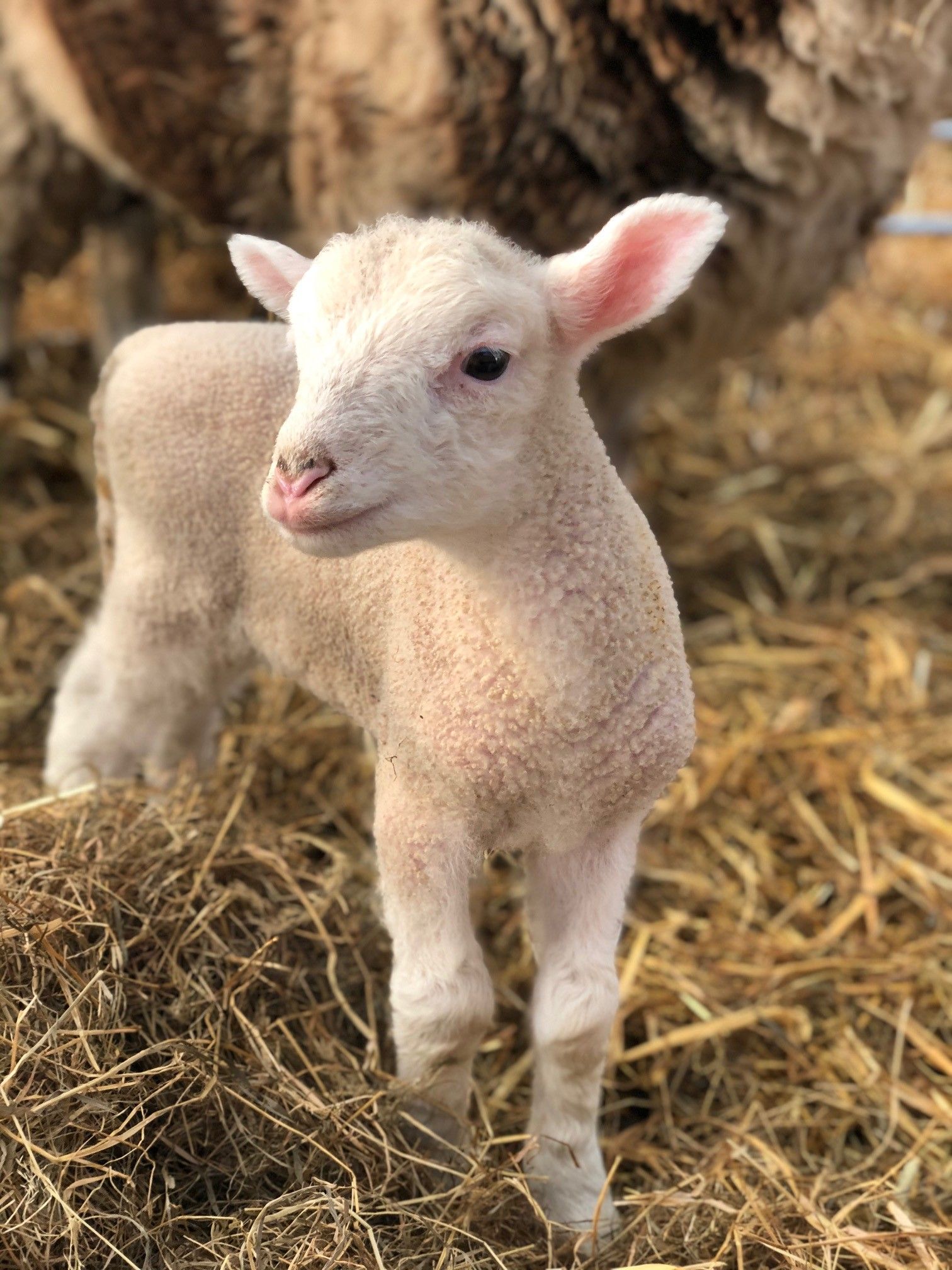Things to Do in Dorset | Country Holiday Breaks | East Creech Farm