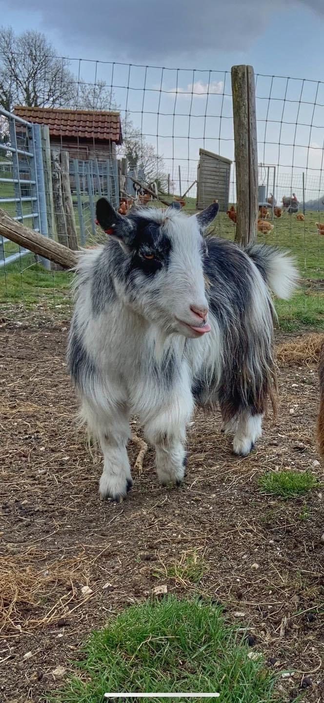 Things to Do in Dorset | Country Holiday Breaks | East Creech Farm