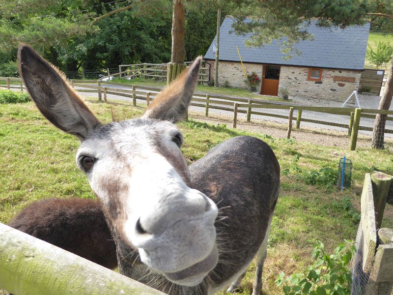 Camping Holidays in Dorset | 80 Electric Pitches | East Creech Farm ...