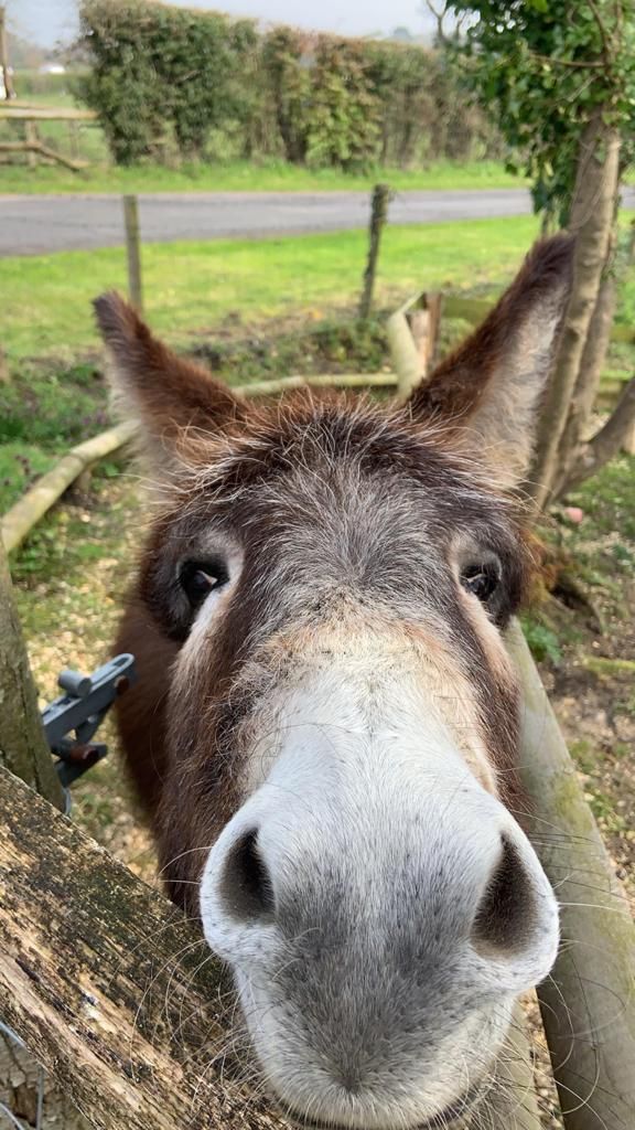 Things to Do in Dorset | Country Holiday Breaks | East Creech Farm
