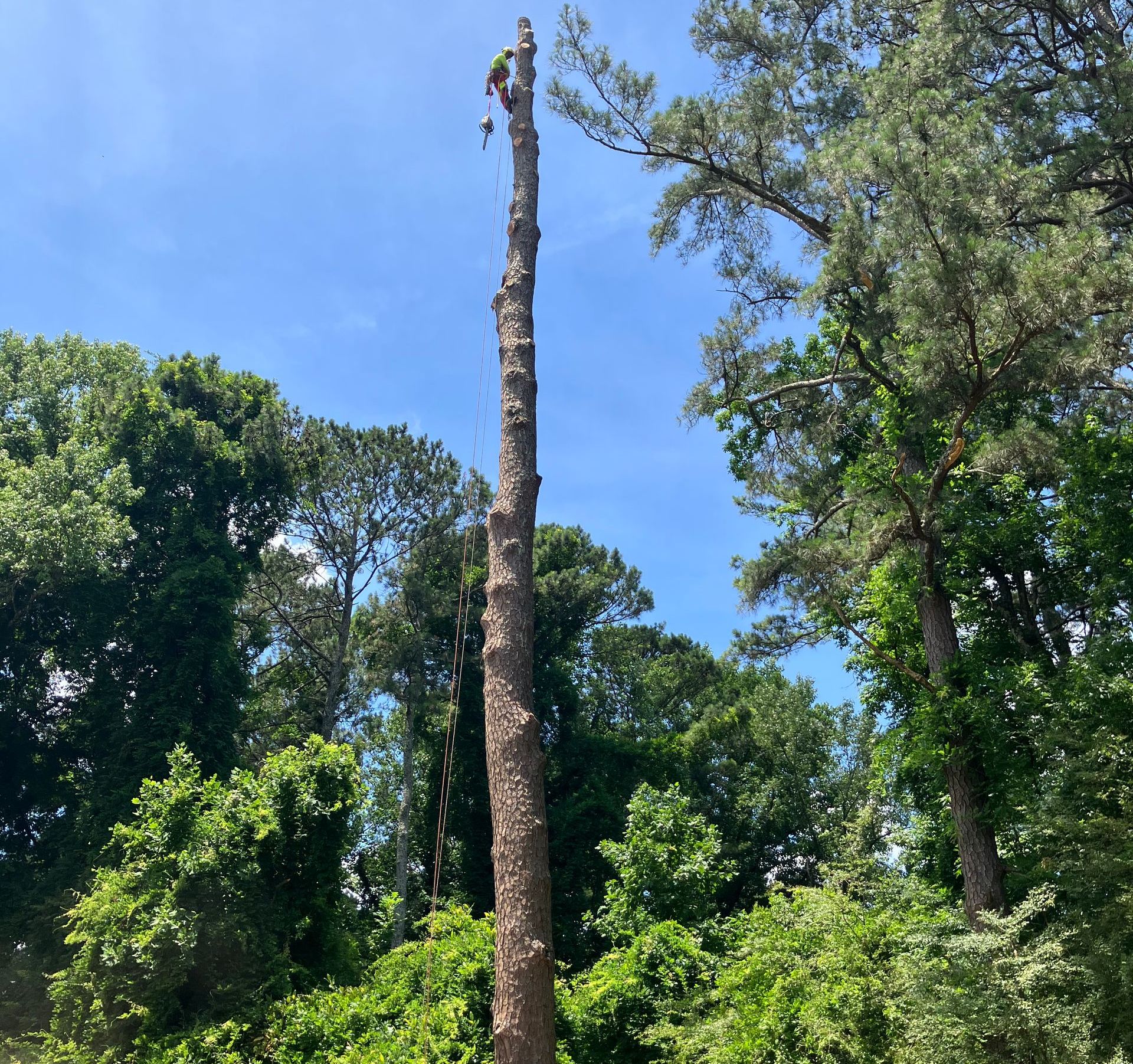 Tree Service Company – Atlanta, GA – Beaver Tree Services