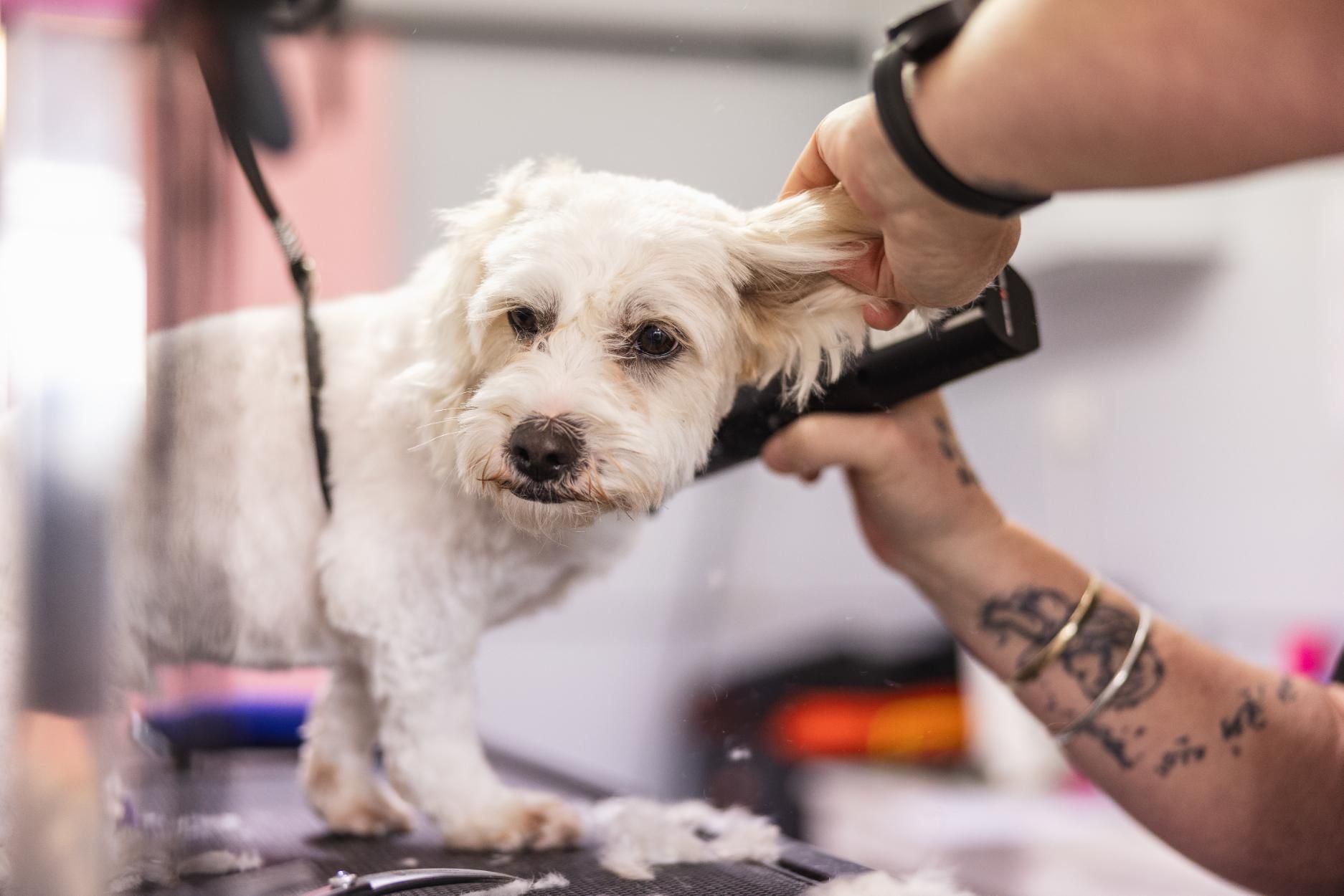 Dog Groomer in Mid North Coast | Fluffy Paws Pet Grooming