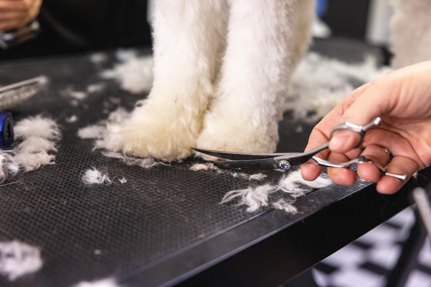 Dog Groomer in Mid North Coast | Fluffy Paws Pet Grooming