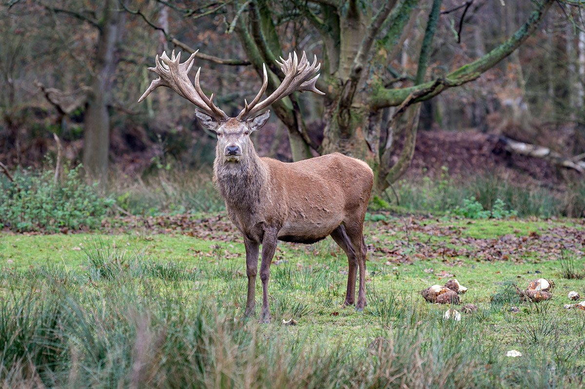 Norfolk & Suffolk Tourist Attractions - Norwich, Norfolk - Animals ...