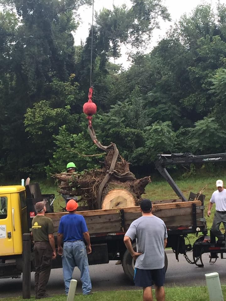 Tree Service | Roanoke, VA | Salem Tree & Stump