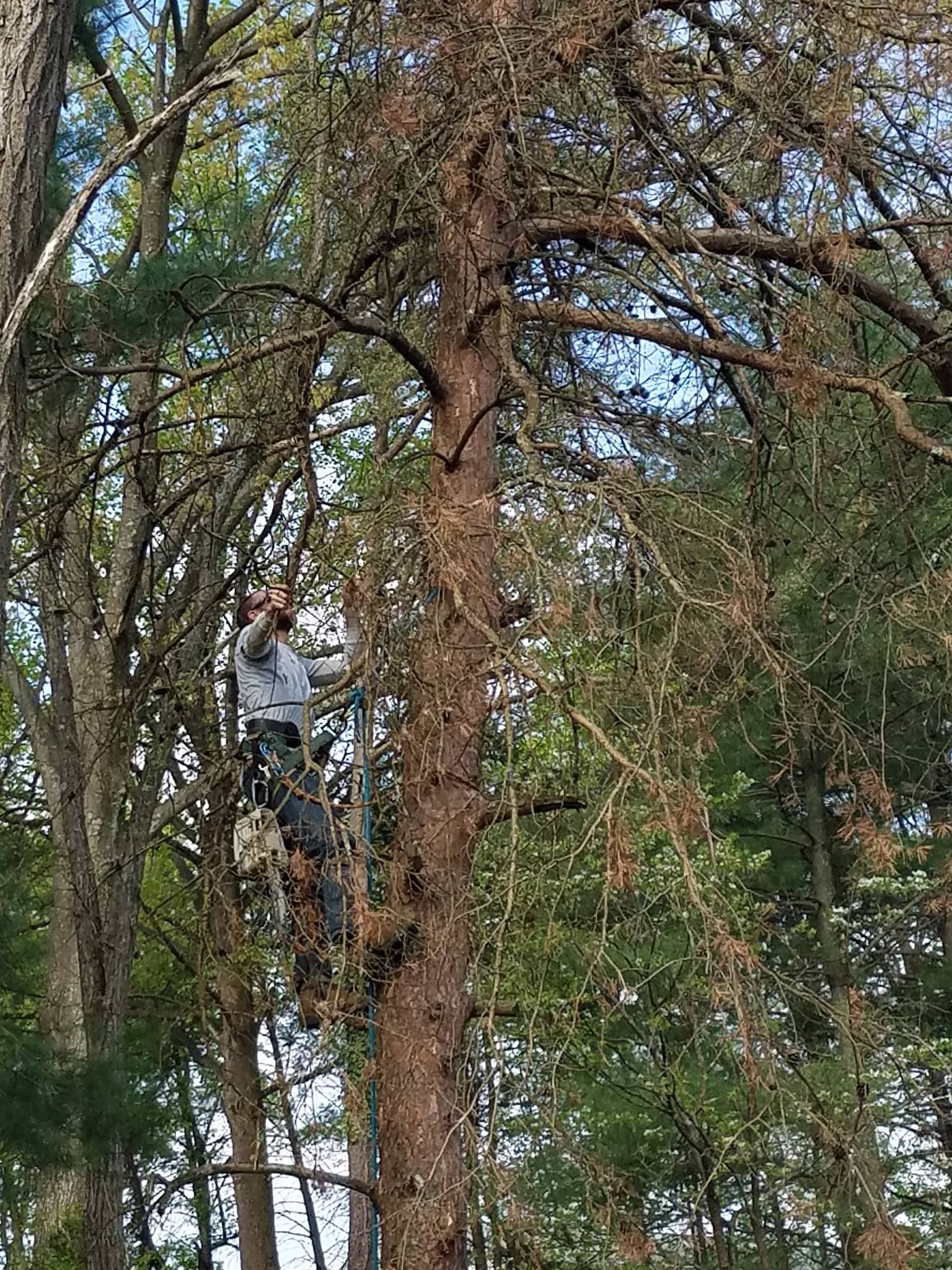 Tree Trimming | Roanoke, VA | Salem Tree & Stump